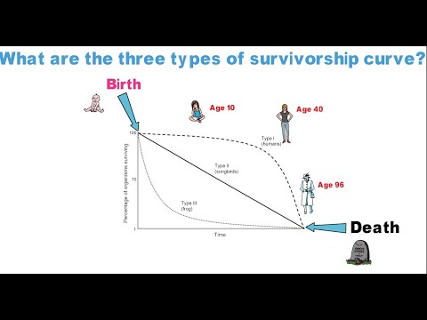 What are the three types of survivorship curve?