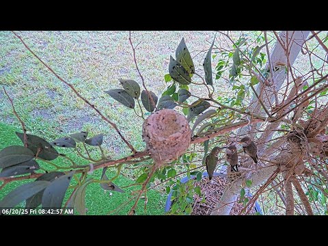 Fledged Hummingbird Chicks Return to Their Nest Area Daily. #hummingbird #chicks #nest #babybird