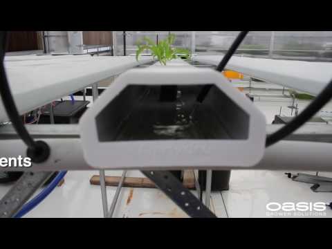 OASIS® Grower Solutions Hydroponic Transpant