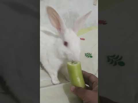 Screaming Rabbit 🐇🤣🐰❤️