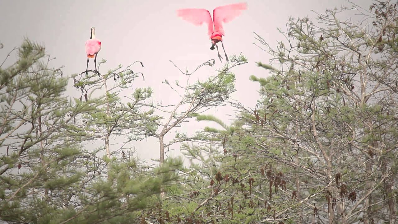 Rising Seas: Everglades