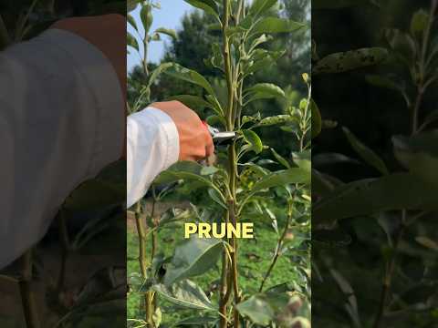 An Acronym to Help you Remember How to Prune Your Fruit Trees 🌳