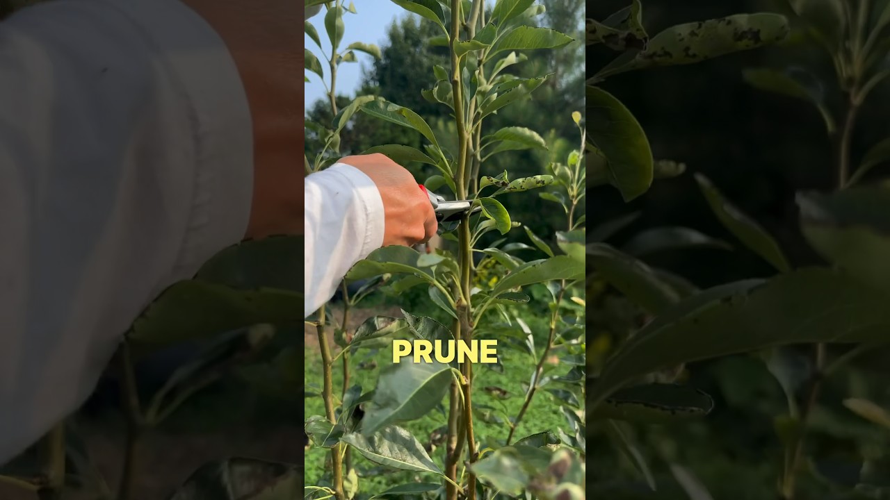 An Acronym to Help you Remember How to Prune Your Fruit Trees 🌳