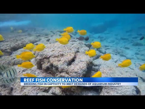 Reef conservation research efforts aim to protect Hawaiian aquaculture