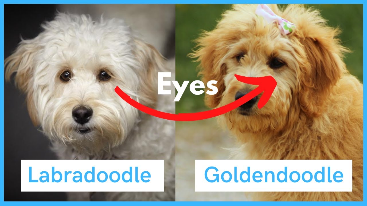 Labradoodle vs Goldendoodle - 11 Differences & Similarities
