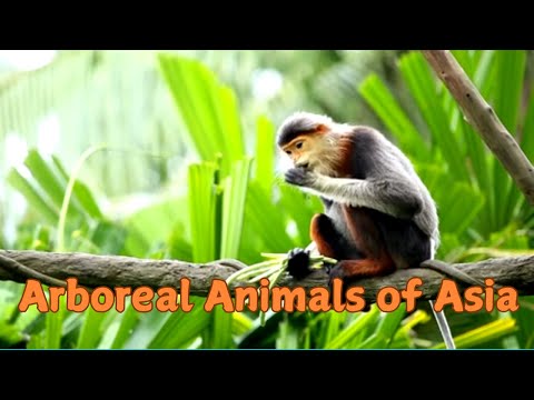 Kids Edition | Asia’s Arboreal Animals - Animals that Lives in Trees