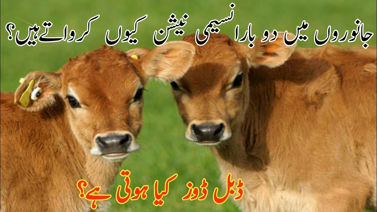 What Is Double Dose | Double Seman Insemination | Urdu/Hindi | Dr Noman Ali Hamza