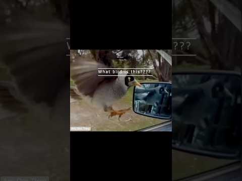 Bird vs car mirror. What does the bird see? #funnyclip #guessthebird #birdlife #slowmotion