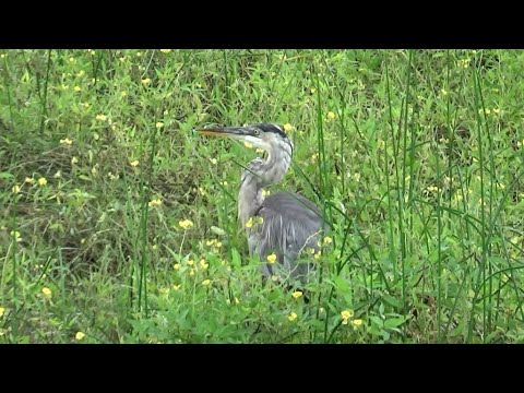 Anahuac, the Alligator Capital of Texas