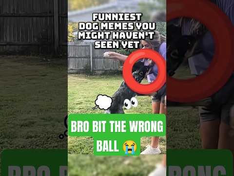 You Haven't Seen THESE Dog Memes! 😂🤯 (The Last One Was CRAZY! 😭🐕🦺)
