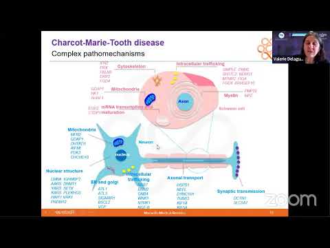From gene discovery to treatment: The story of Charcot-Marie-Tooth disease type 4H - Valérie Delague