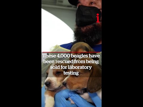 Dogs rescued: 4,000 beagle puppies looking for new home after being freed from animal testing farm