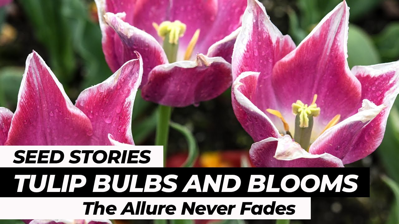 SEED STORIES | Tulip Bulbs and Blooms: The Allure Never Fades