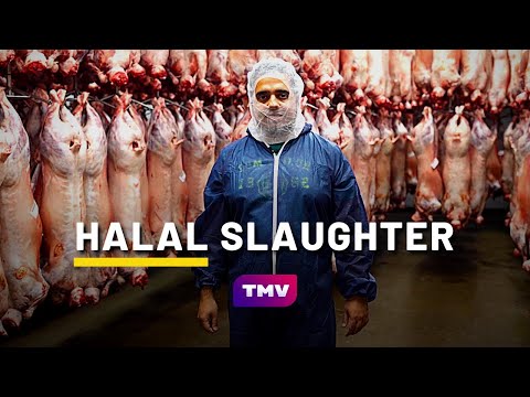 What is HALAL SLAUGHTER? (QURBANI) | Halal Meat Farm ???? | Being Muslim