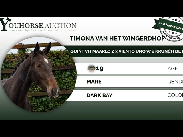 Youhorse.auction | Timona