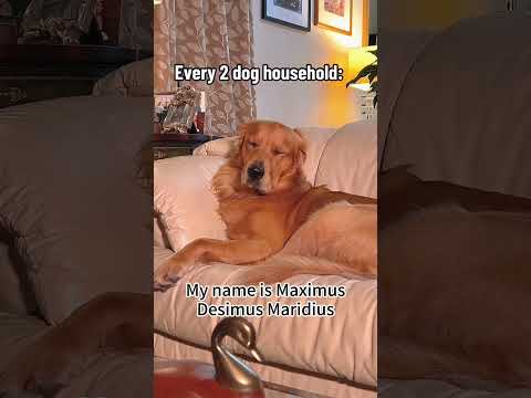 MY NAME IS JEFF #shorts #pets #dog #funny