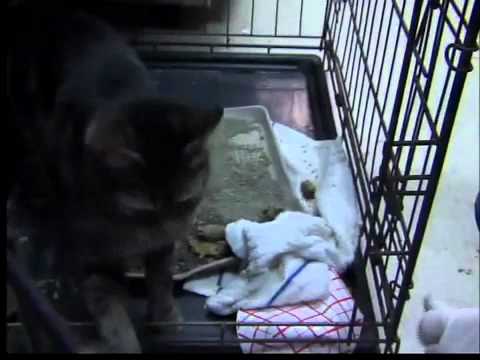 A Day in the Life of: Vet Tech