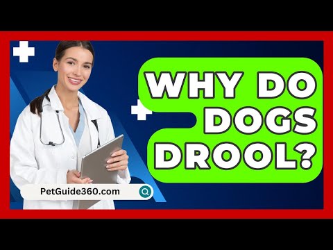 Why Do Dogs Drool? - PetGuide360.com