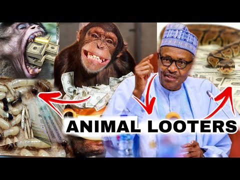 Animals Accuse Of Swallowing Money in Nigeria Since Buhari Became President