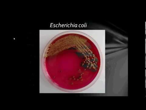 Bacteriology- Gram Negative Bacilli (Part1)