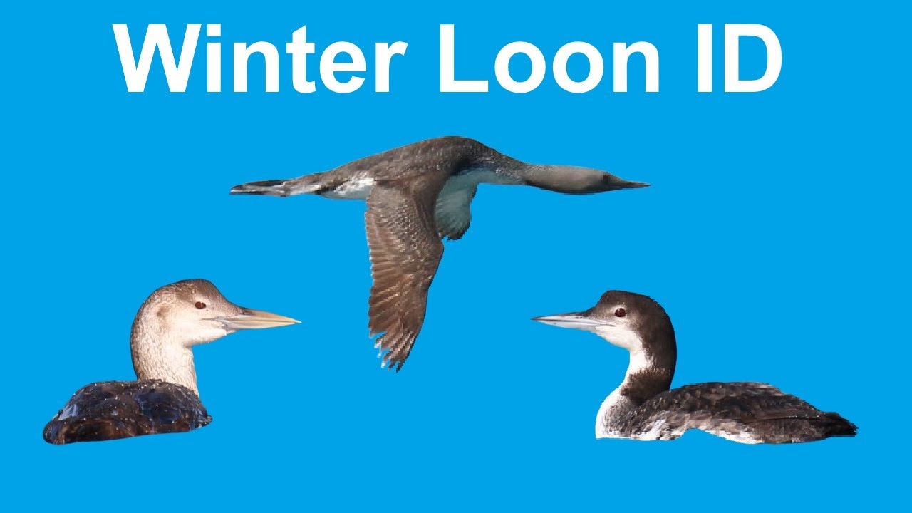 Identify Winter Loons