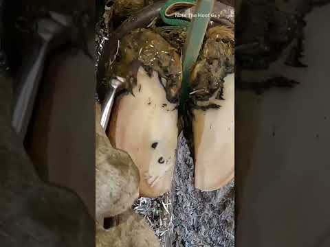 How a professional cow #hoof trimmer deep cleans #cow hooves. #deepcleaning