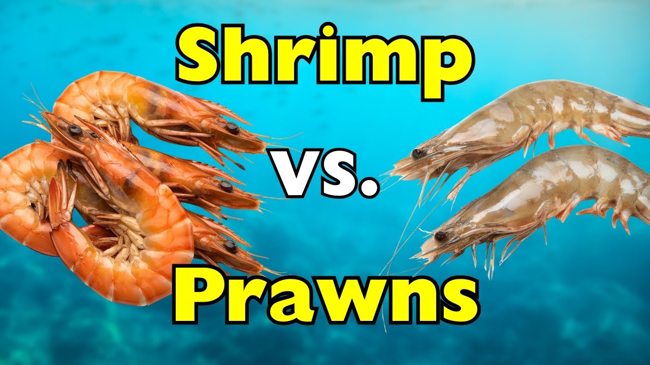 Shrimp vs Prawns – Stop Confusing Them!