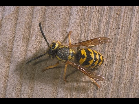 Distinguishing between yellowjackets, wasps, and look alikes