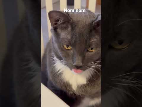 Omnom yummy yum #funnyvideo #funnycats #shorts