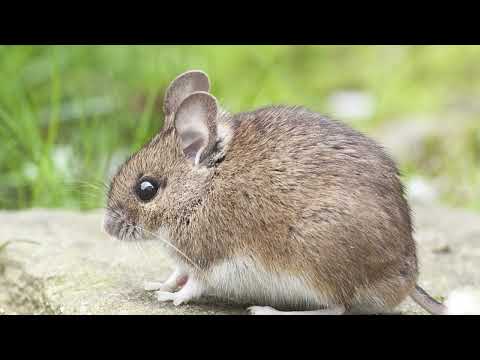 Animals Starting With V