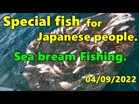 [Special fish  for Japanese people]04/09/2022[Sea bream Fishing.]