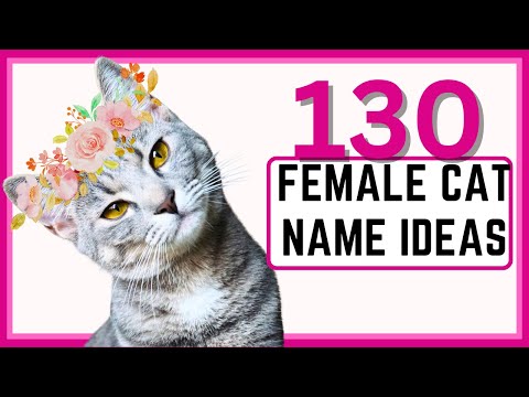 BEST Female Cat Names You Will LOVE for your girl 😍