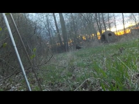 2023 Michigan Spring Turkey Season (Full Video) Watch till the end.