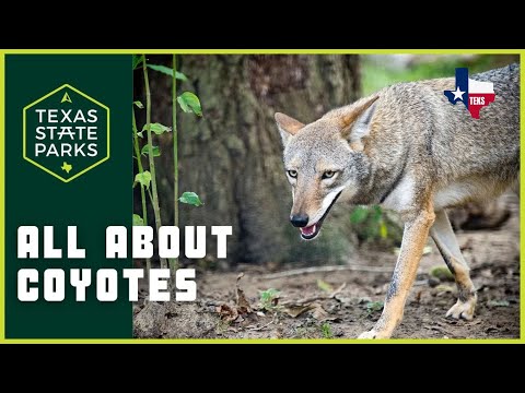 TPWDiscover | All About Coyotes