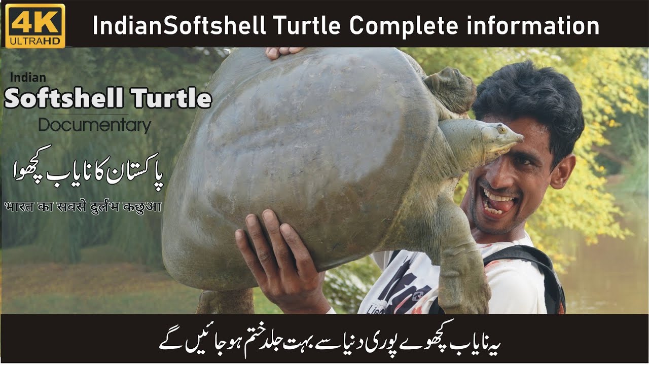 Softshell Turtle  Facts and behavior| Full Documentary