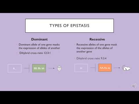 Dominant vs Recessive Epistasis