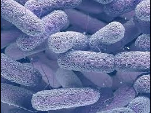 Klebsiella Grimontii; Definition, Key features, Pathogenicity, Virulence factors, Treatment