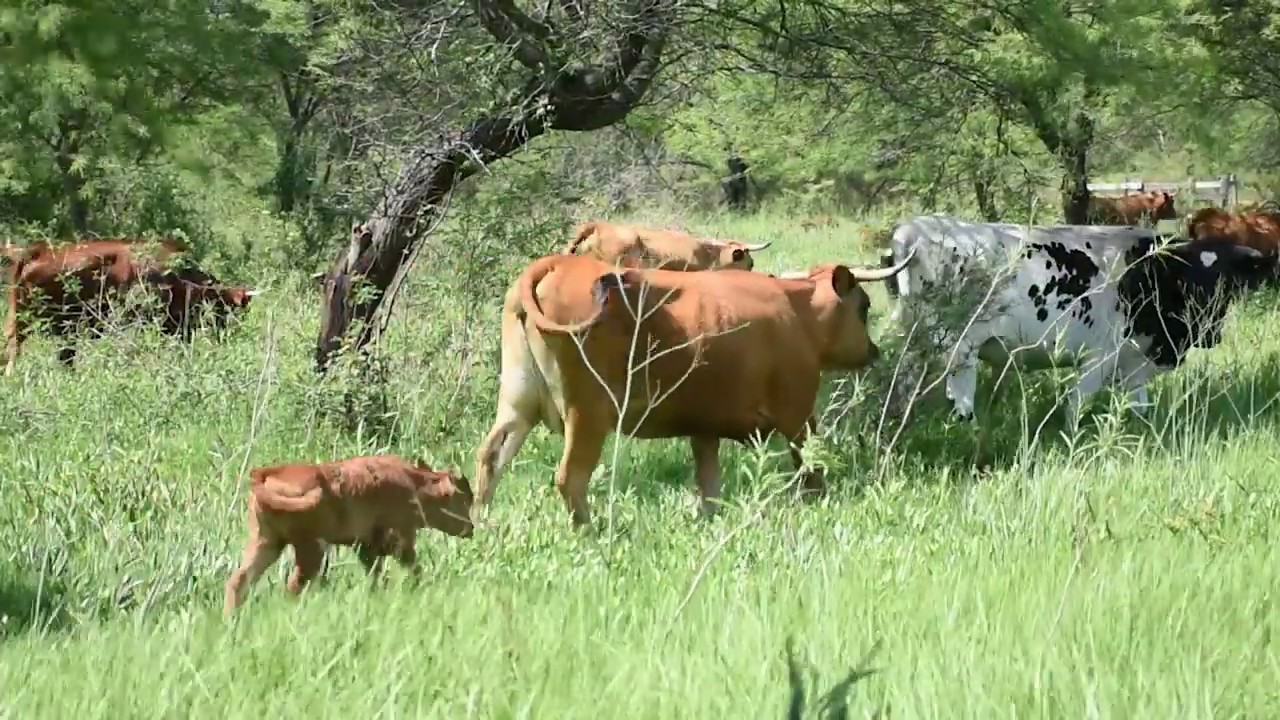 GANADO CRIOLLO - 500 AÑOS DE SELECCIÓN NATURAL | TERRA CHACO