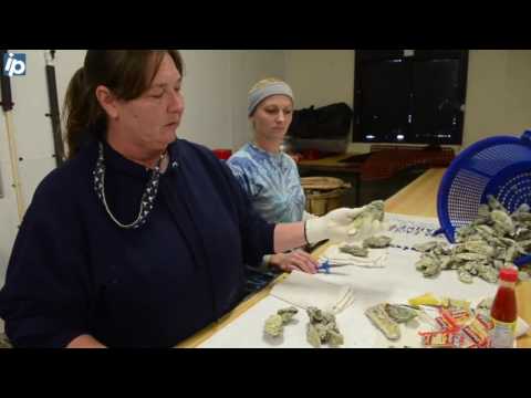 How to shuck a raw oyster