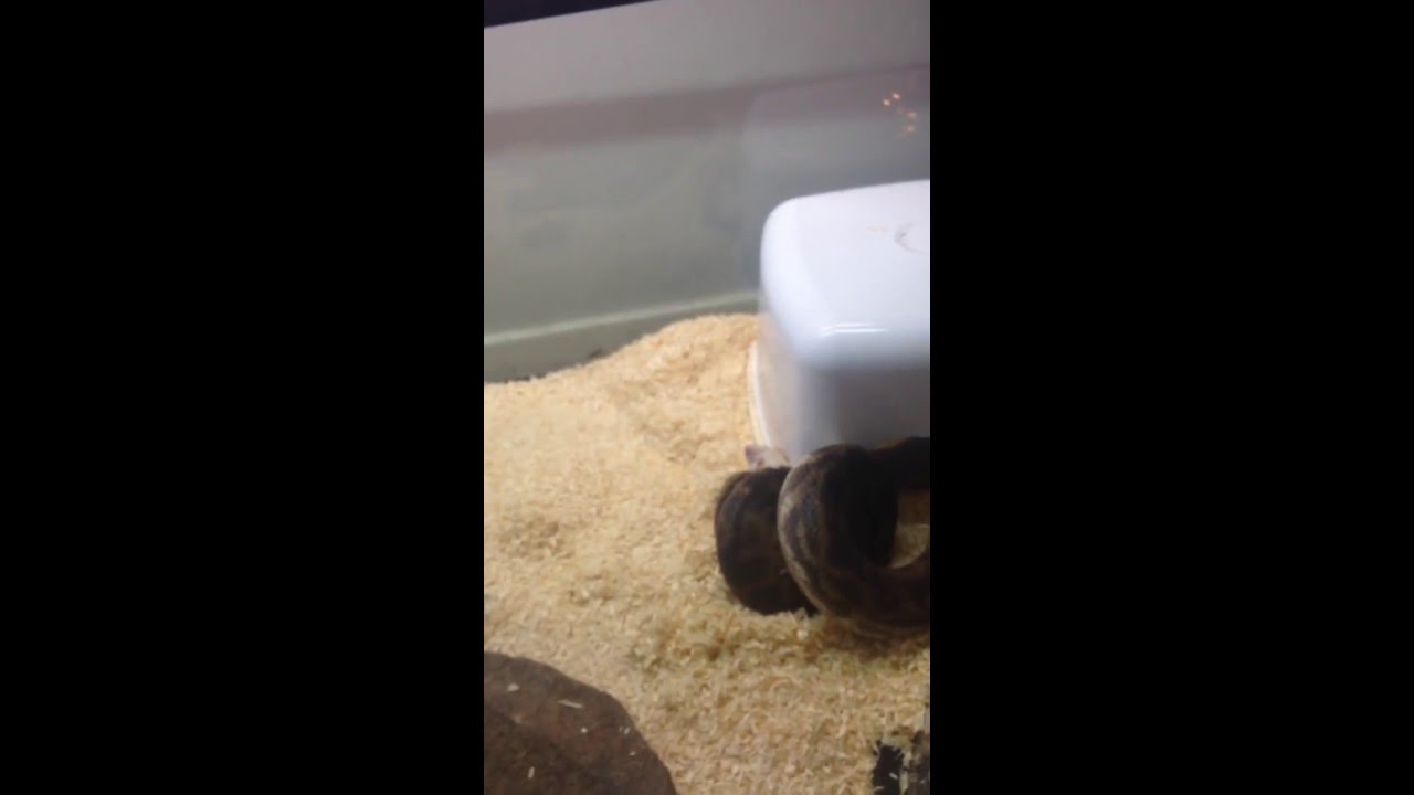 Spotted Python attacks live mouse
