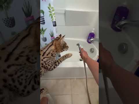 Cat doesn't like bidet sprayer!