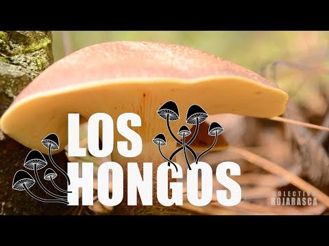 TOMi.digital - REINO HONGO (FUNGI