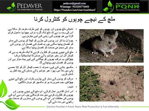 Controlling Rodents and Rats Under Mulch Eng - Urdu