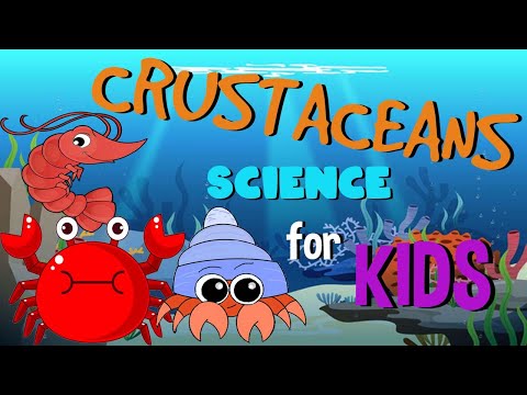 What are Crustaceans | Science for Kids