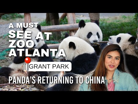 Zoo Atlanta Pandas Are Leaving! Things to do in Atlanta | Grant Park