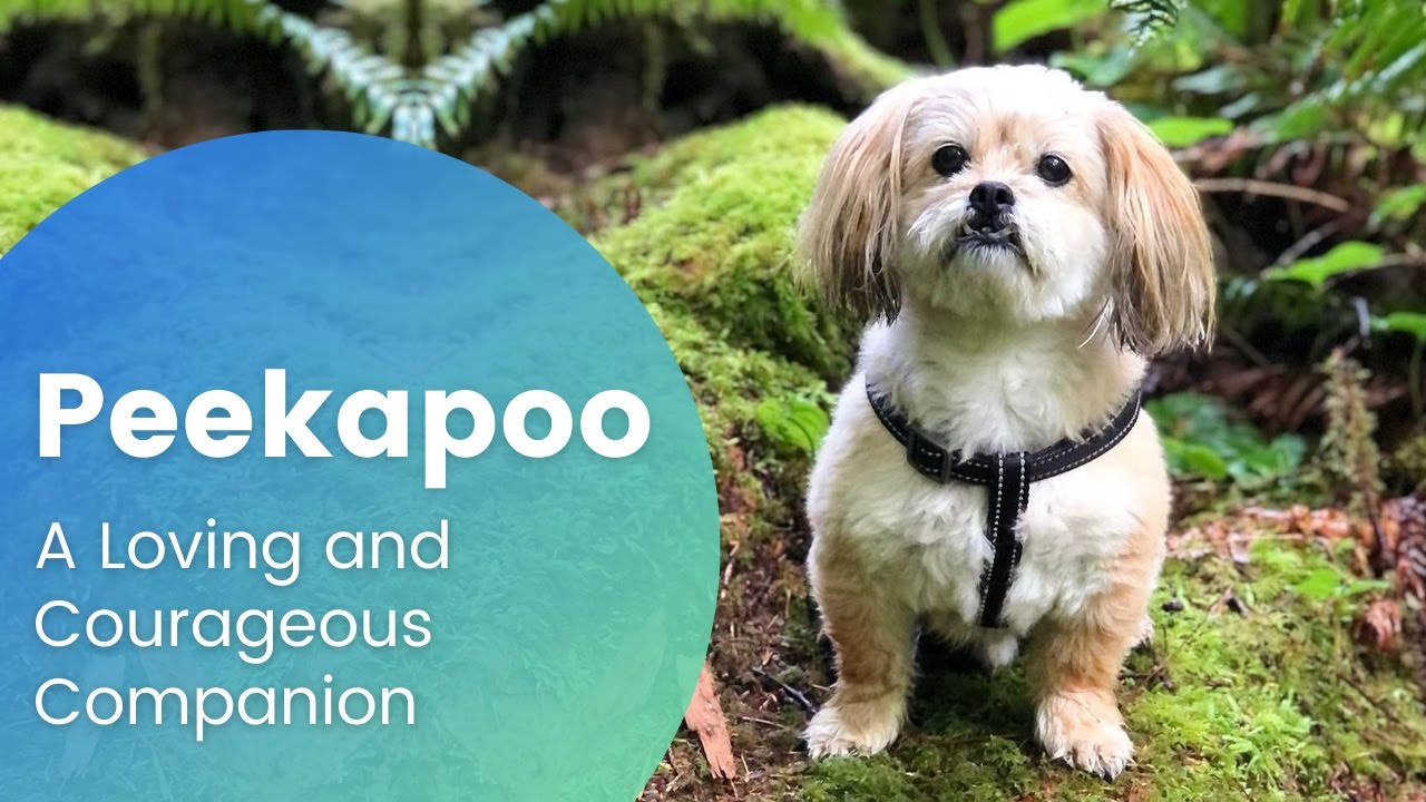 Get to Know the Peekapoo: A Loving and Courageous Companion