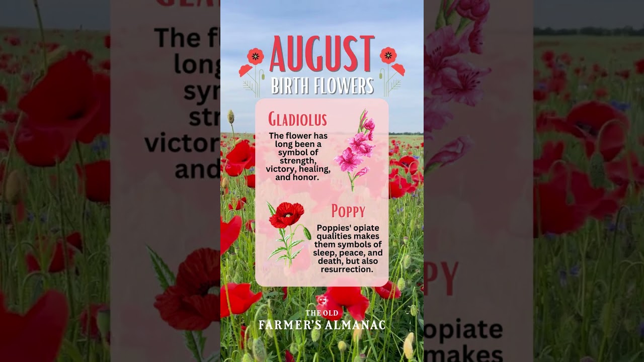 August Birth Flowers
