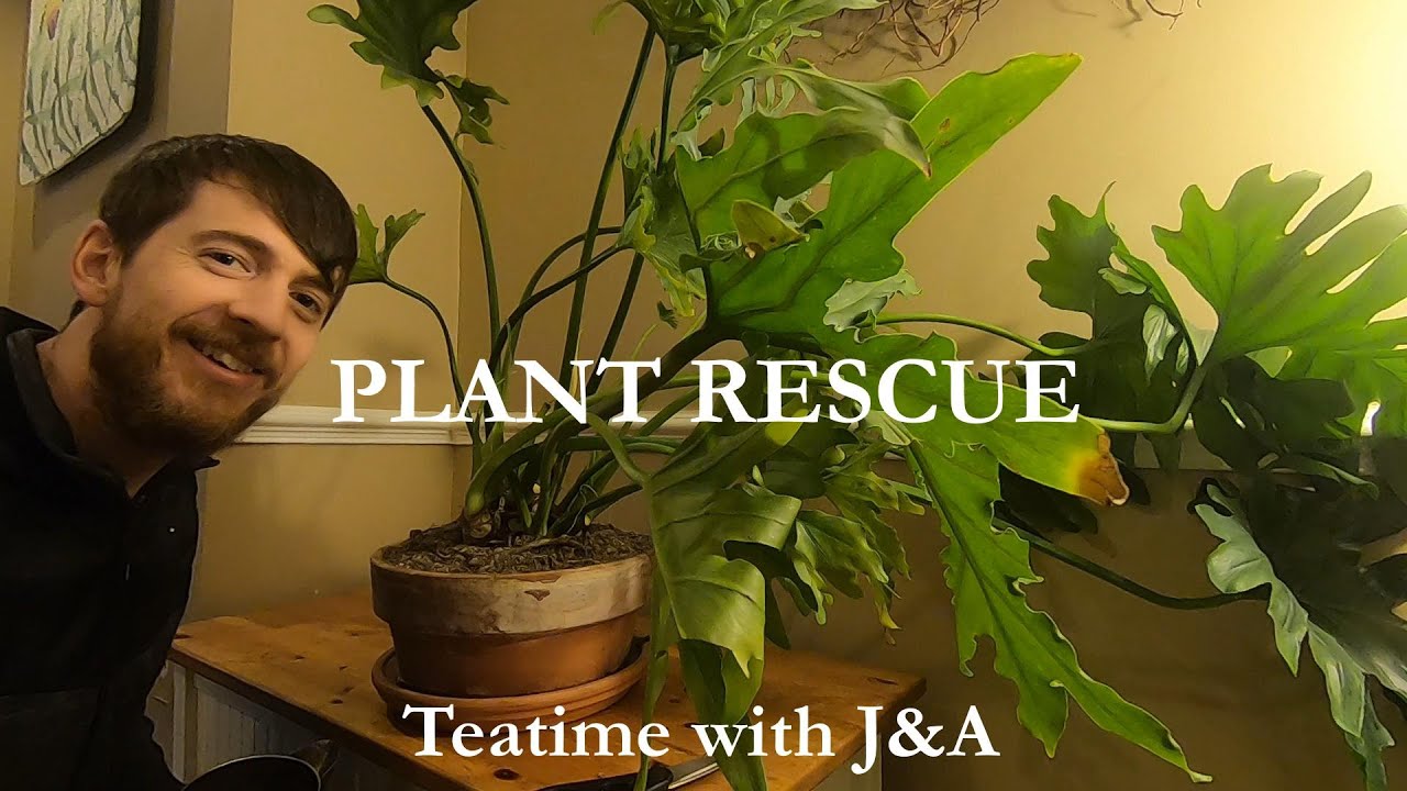 Plant Rescue E1: Split-Leaf Philodendron Care at an AirBnB