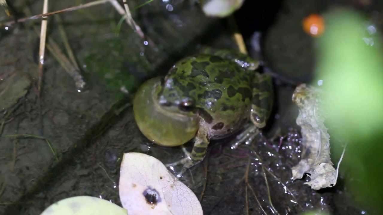 Pacific Treefrog Calling
