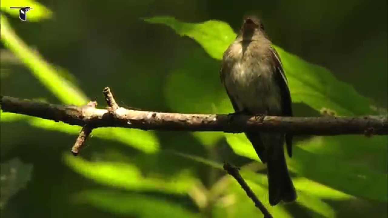 Eastern Wood-Pewee
